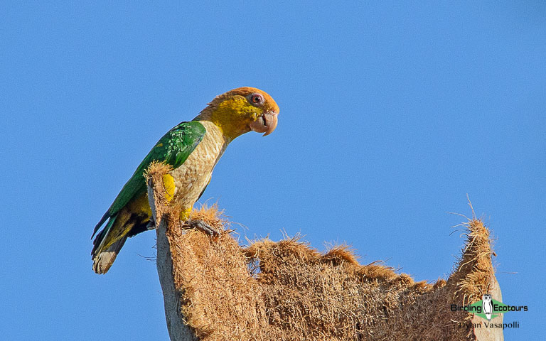 Birding Rally Challenge – Southern Perú - Birding Ecotours
