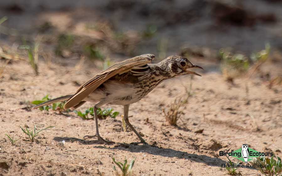 The Red Himba Lady and the Dusky Lark - Birding Ecotours