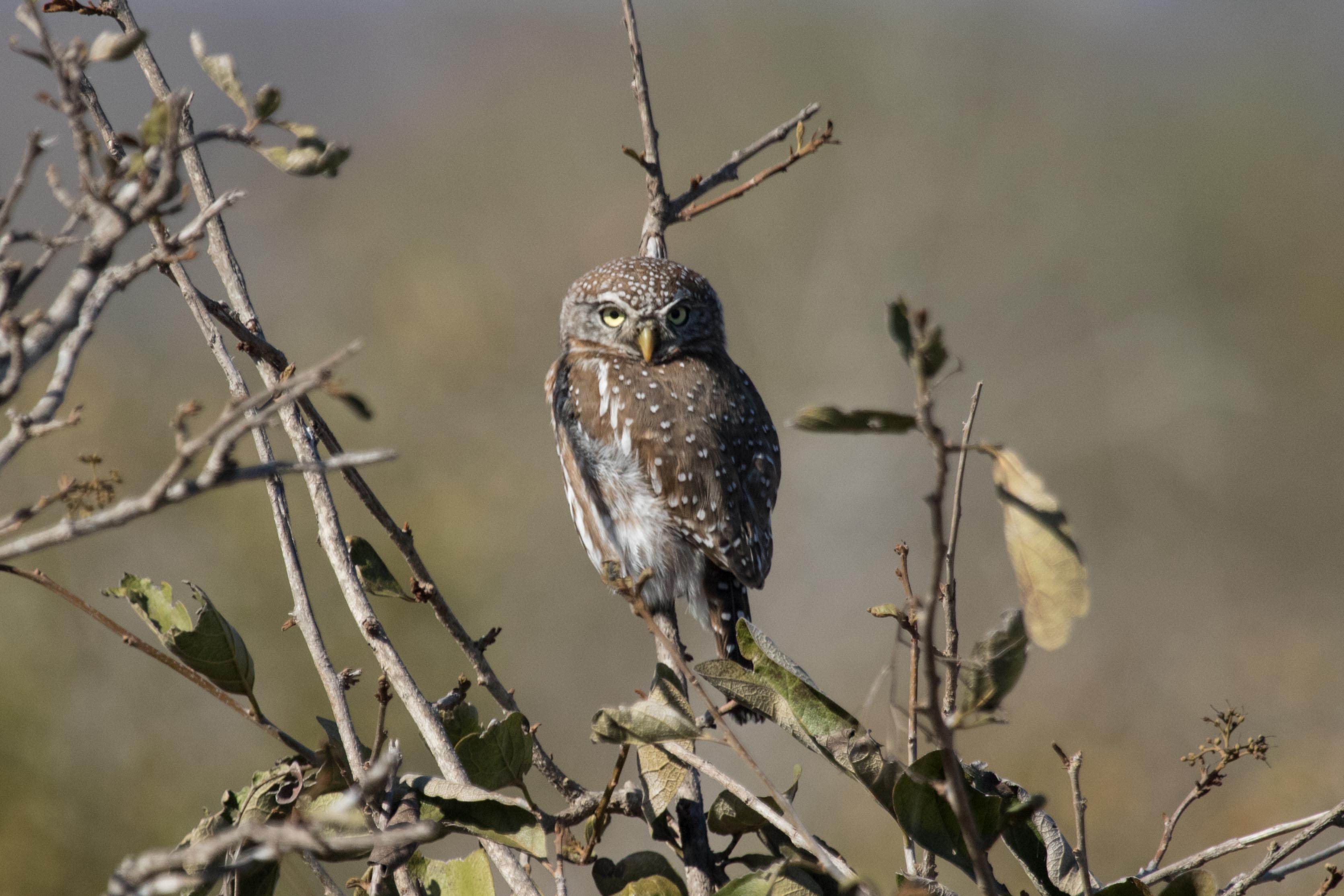 Birding Tour: Owls of West Africa
