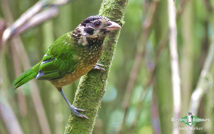 West Papua Birding Tour: Arfak, Waigeo, Klasow - Birding Ecotours