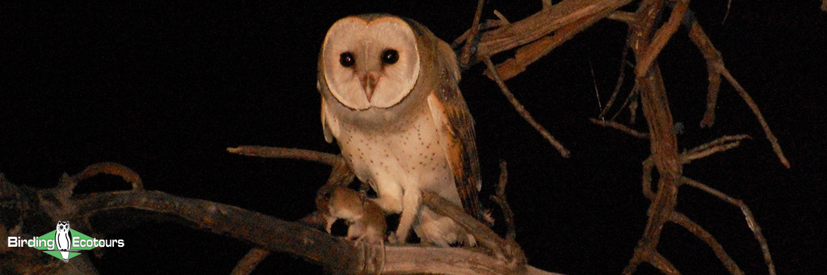 Birding Tour: Owls of West Africa