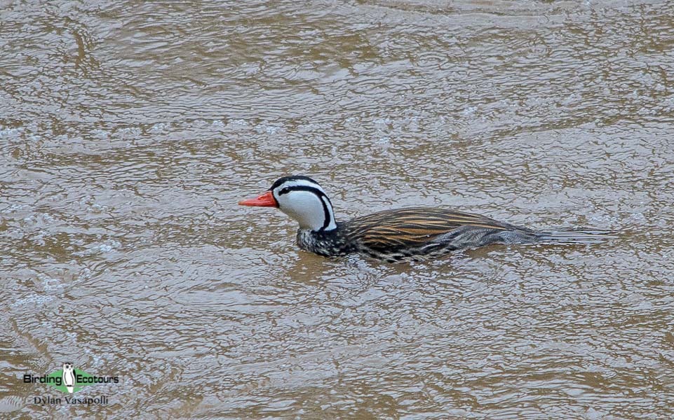 Chile Birding Tours - Birding Ecotours