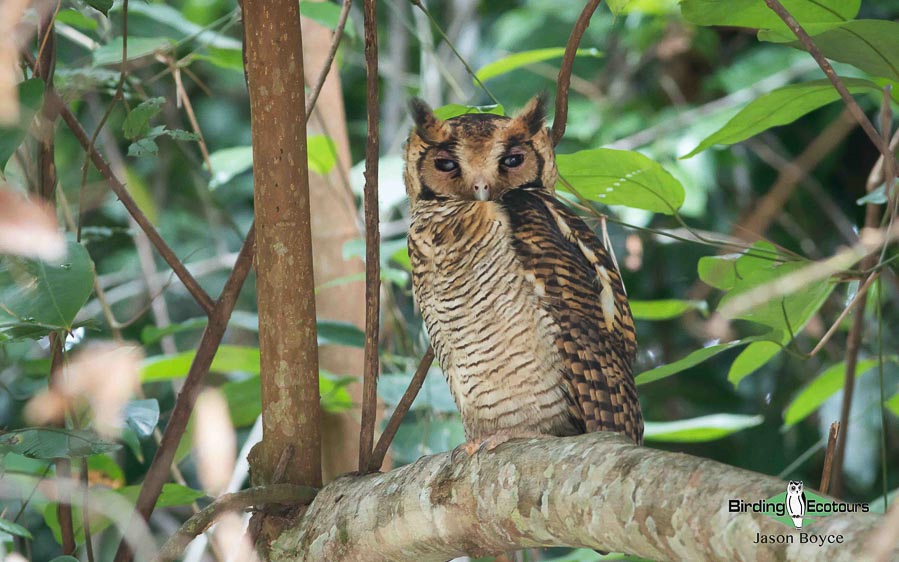 Birding Tour: Owls of West Africa