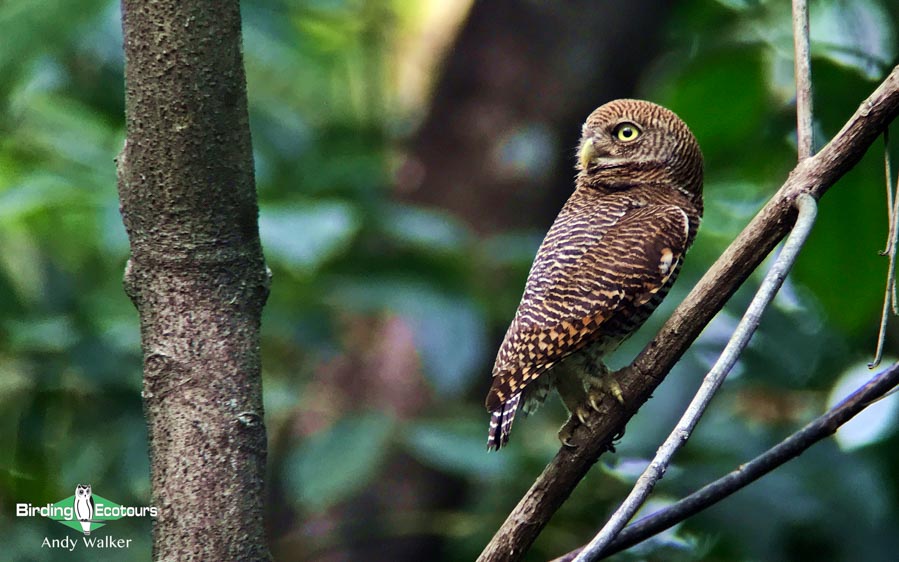 Birding Tour India: The West - Forest Owlet
