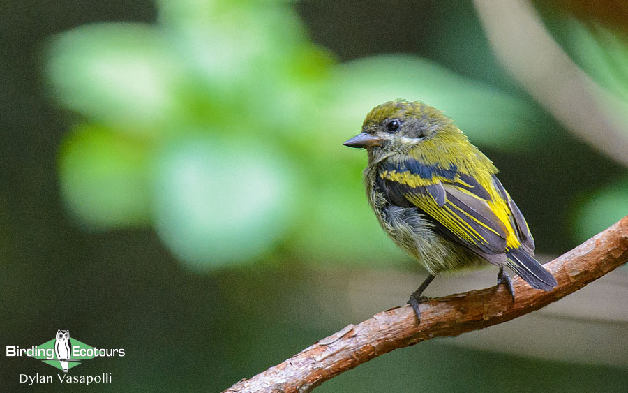 Malawi Birding Tours - Birding Ecotours