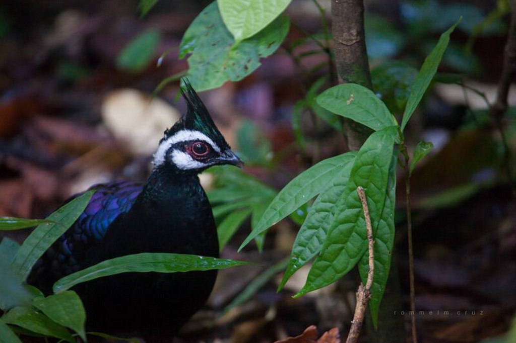 Philippines Birding Tours - Birding ecotours