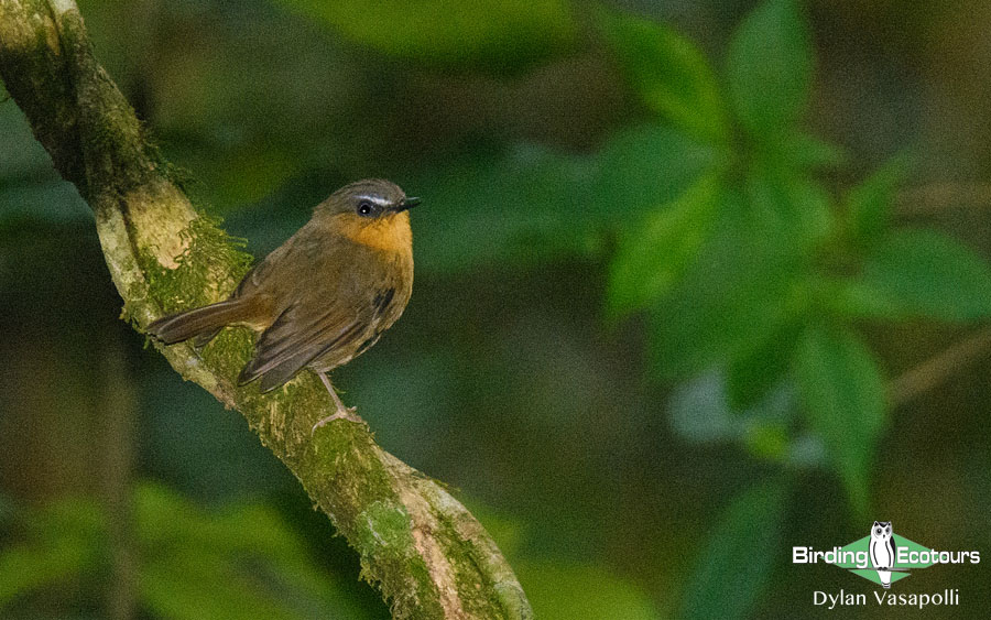 Malawi Birding Tours - Birding Ecotours