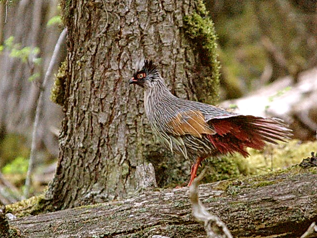 Bhutan in the Fall - Birding Ecotours