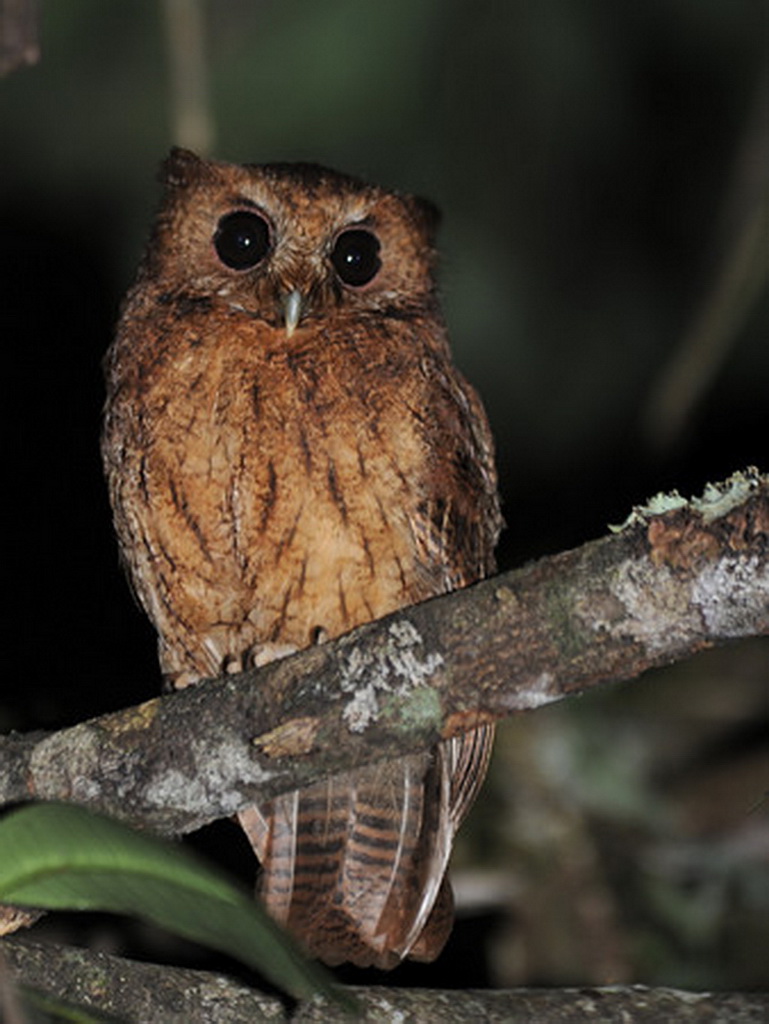 Peru Birding Tour: Owls of Northern Peru