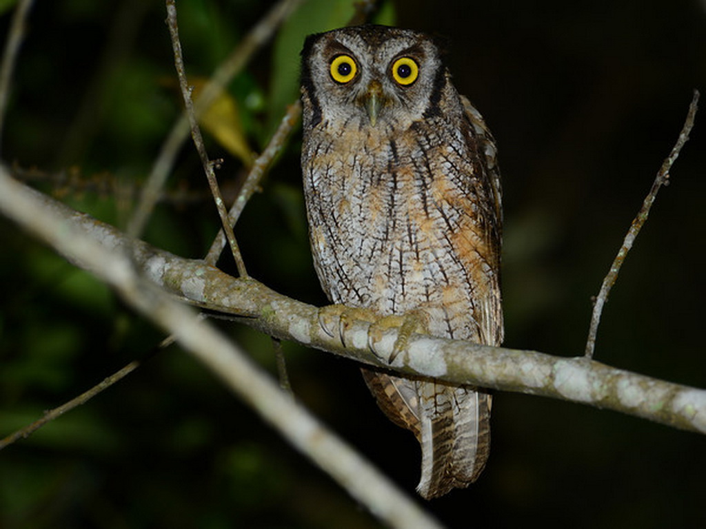 Peru Birding Tour: Owls of Northern Peru