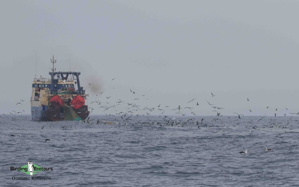 Birding the Cape - from the mountains to the deep blue