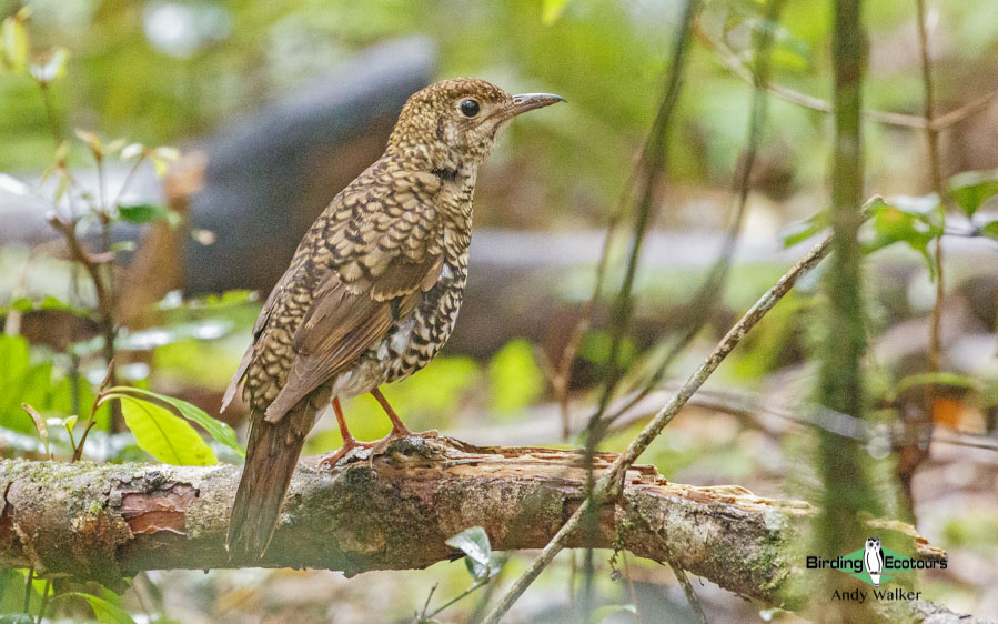 Birding Tour Australia: from the Outback to the Wet Tropics