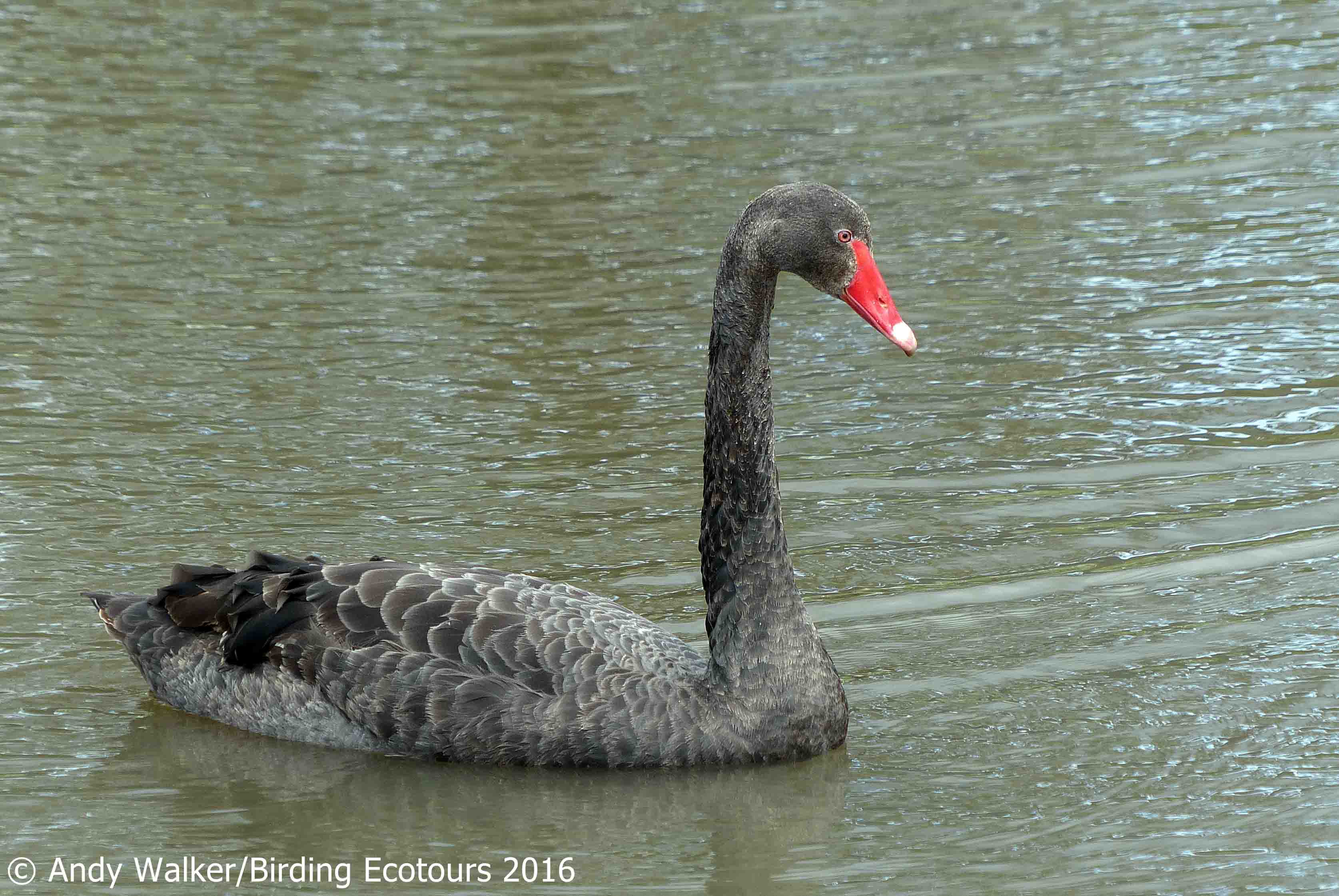 Birding Tour Australia: from the Outback to the Wet Tropics