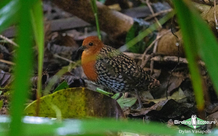 Birding Tour South Africa: Elusive Owls and Flufftails