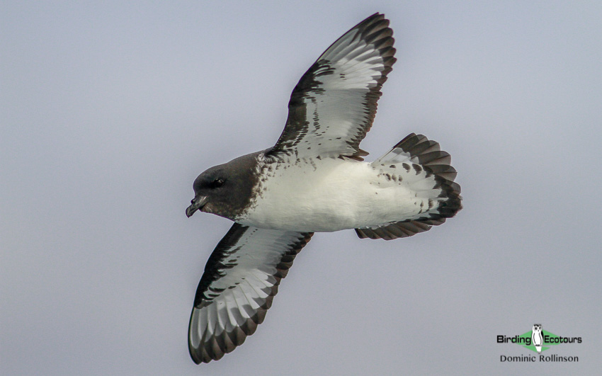 1-day Cape Town Pelagic Trip - Birding Ecotours