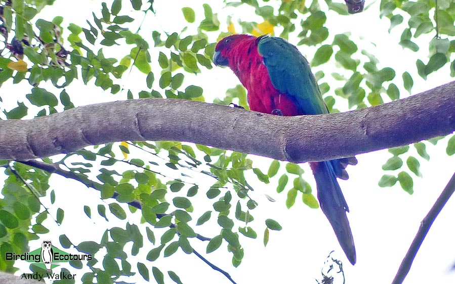 Fiji and Samoa: Pacific Birding Adventure