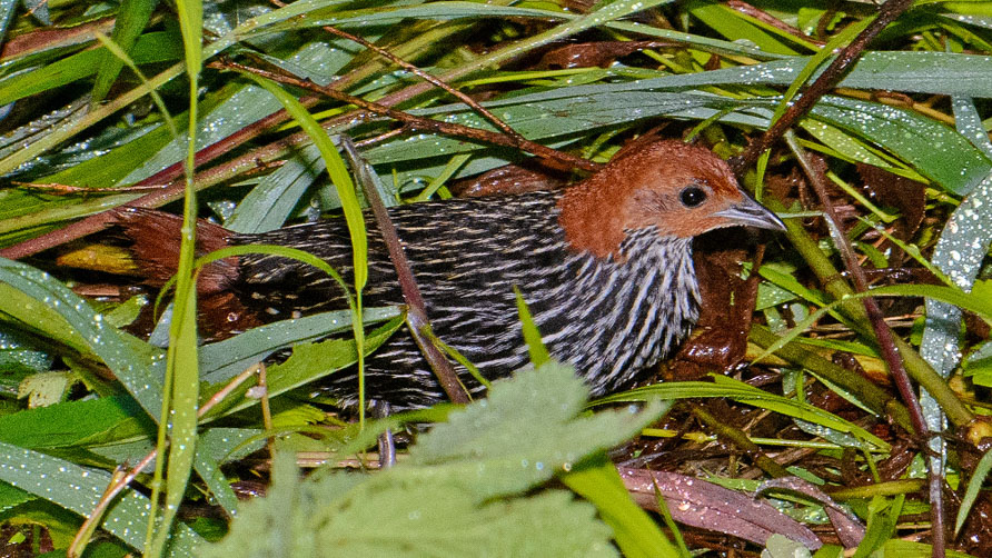 The incomparable flufftails: Searching for Africa’s most skulking bird ...