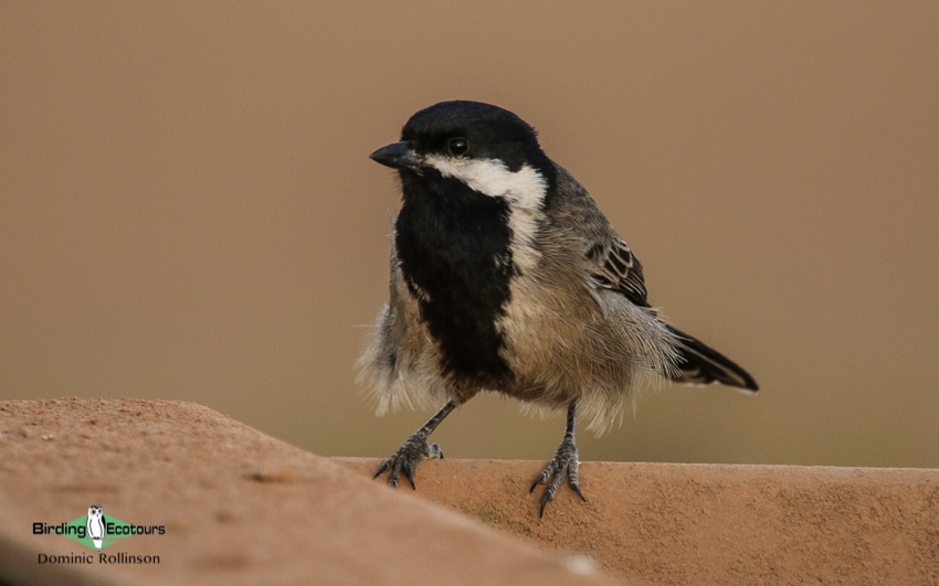 Tankwa Karoo Birding Tour: Gateway to Africa's Endemic Hotspot