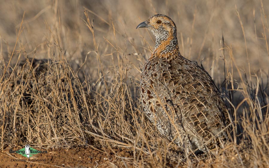 Agulhas Plains (South Africa) Birding Trip - Birding Ecotours