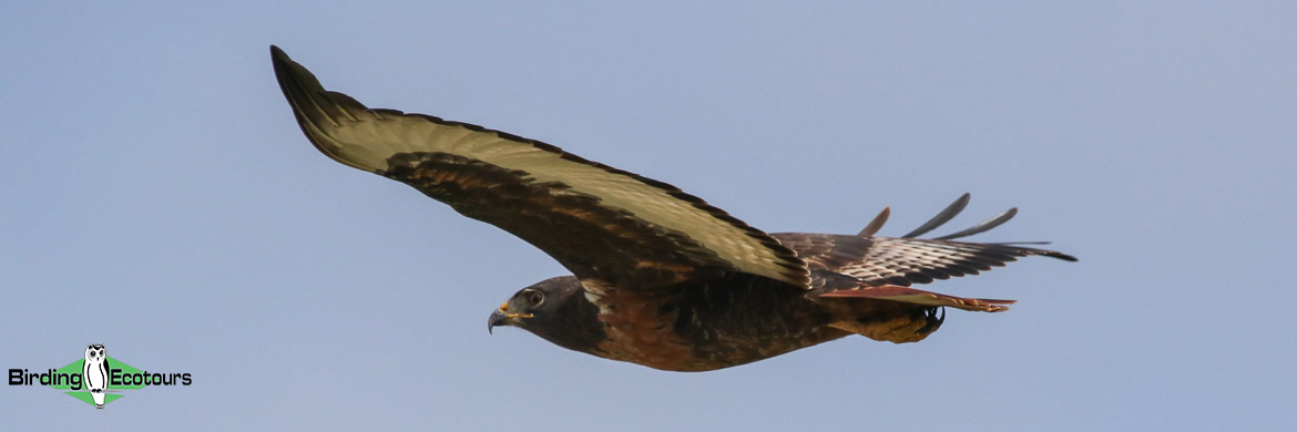 1-day Cape Peninsula (Cape Town) Birding Tour - Birding Ecotours