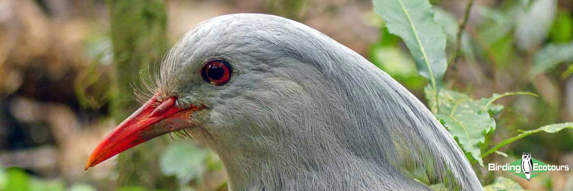Kagu Kagu (Rhynochetos Jubatus) Chick Betwen 7 And 8 Hours Old