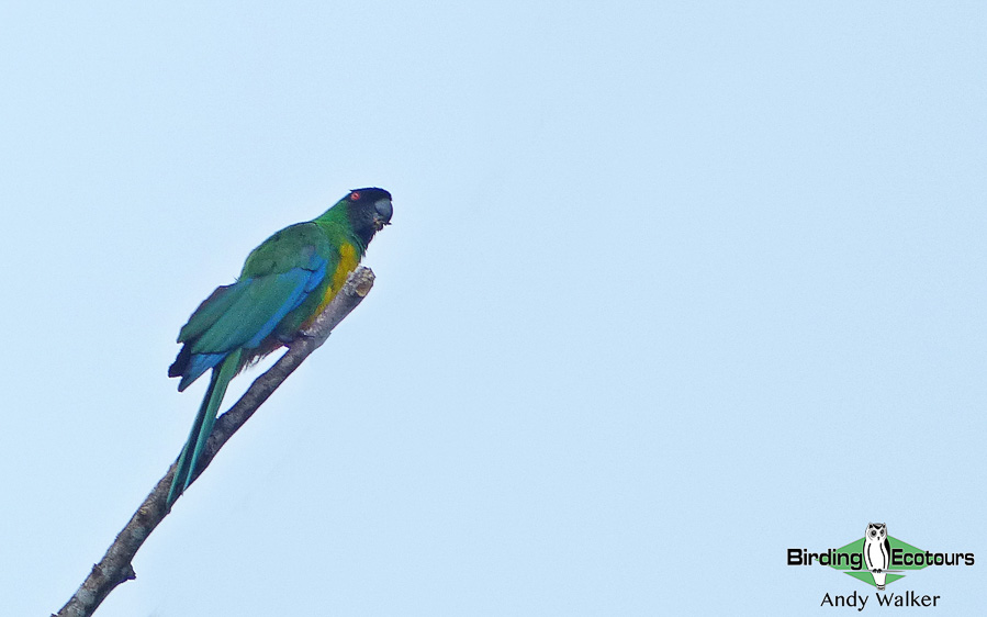 Fiji and Samoa: Pacific Birding Adventure