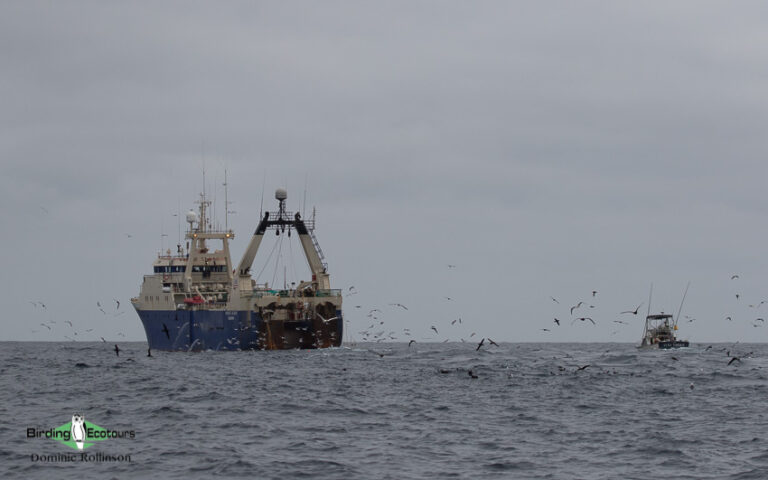 1-day Cape Town Pelagic Trip - Birding Ecotours