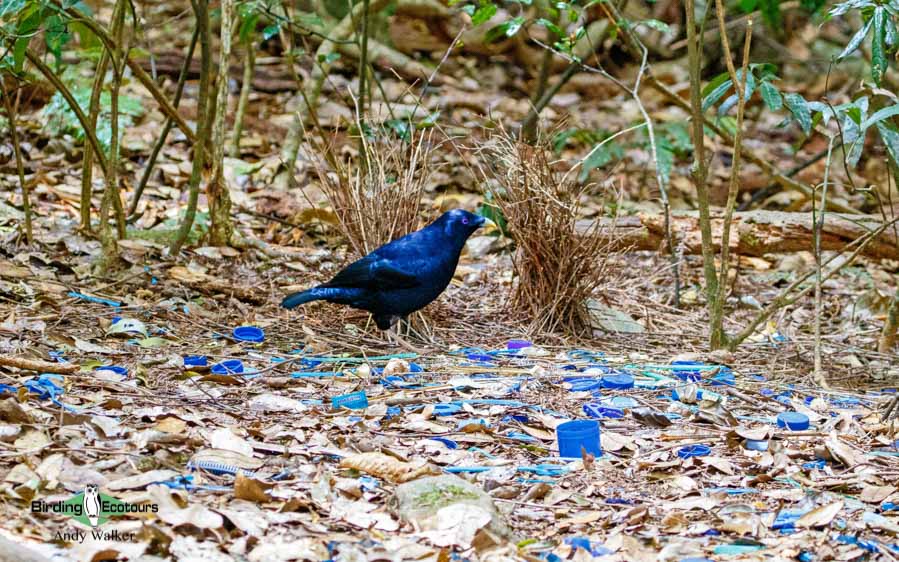 Birding Tour Australia: from the Outback to the Wet Tropics