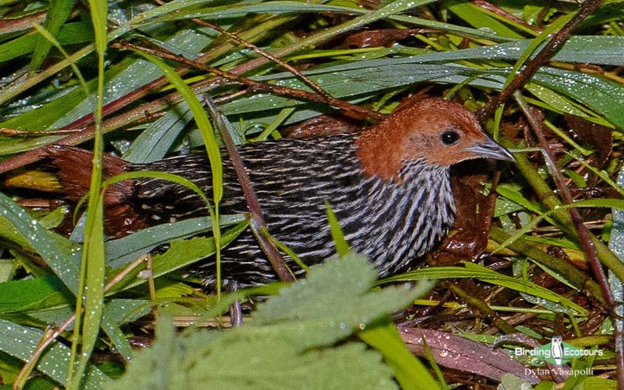 2-day Trips for Rare Owls, Flufftails, and Drakensberg Endemics