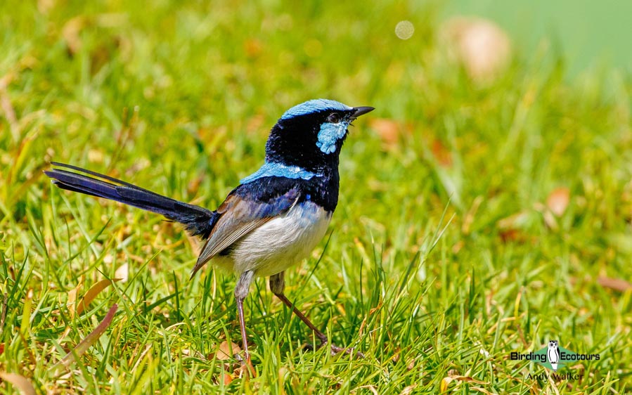 Birding Tour Australia: from the Outback to the Wet Tropics