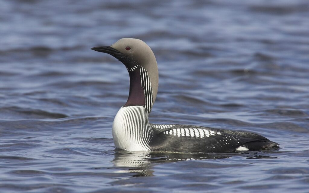 Finland & Norway: Taiga & Tundra Adventure - Birding Ecotours