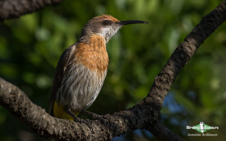 Nectar Feeding Birds | Learn some amazing info with Chris