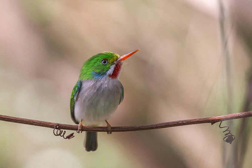 Do you tick heard-only birds? - Birding Ecotours
