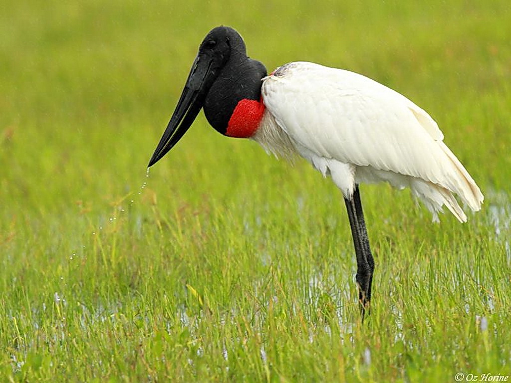 Brazil Birding Tours - Birding Ecotours