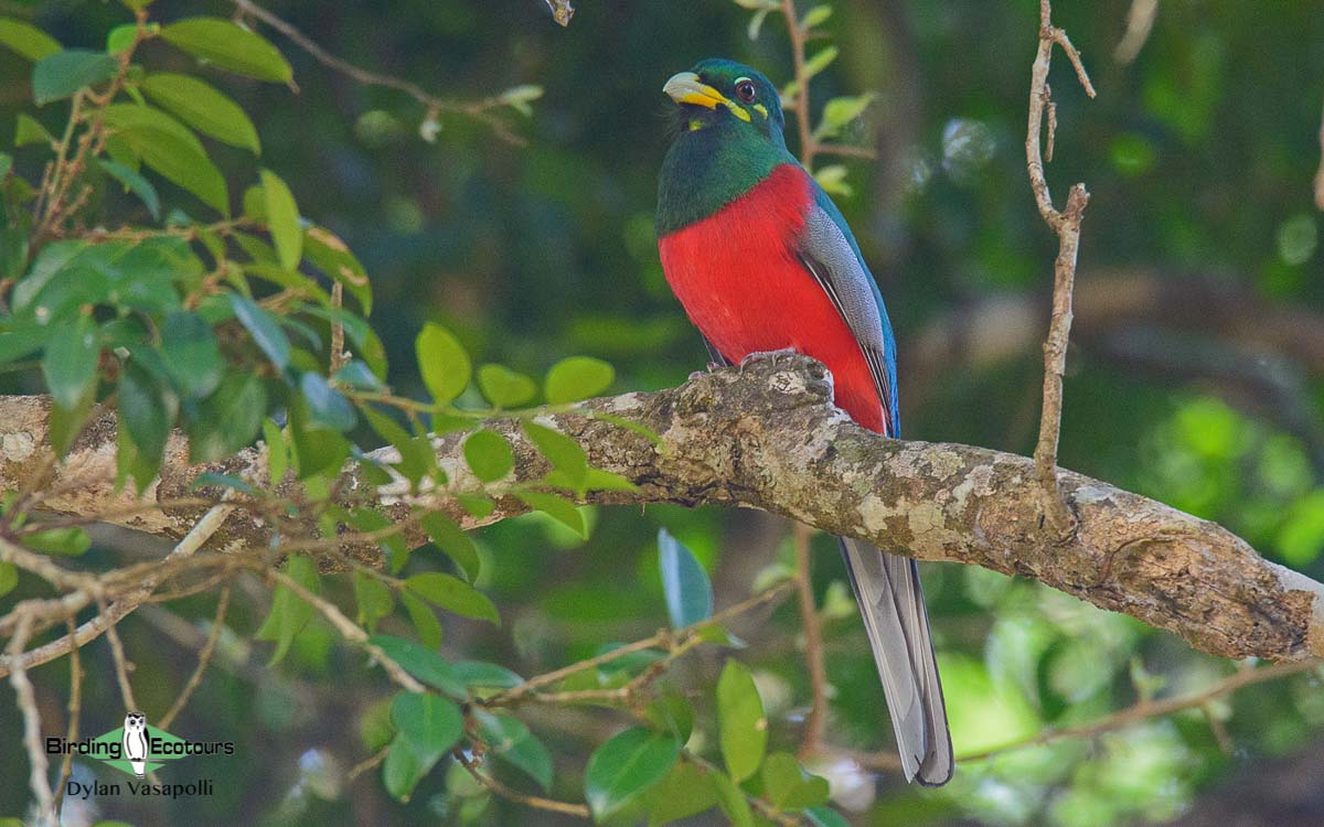 Cameroon Birding Tours - Birding Ecotours