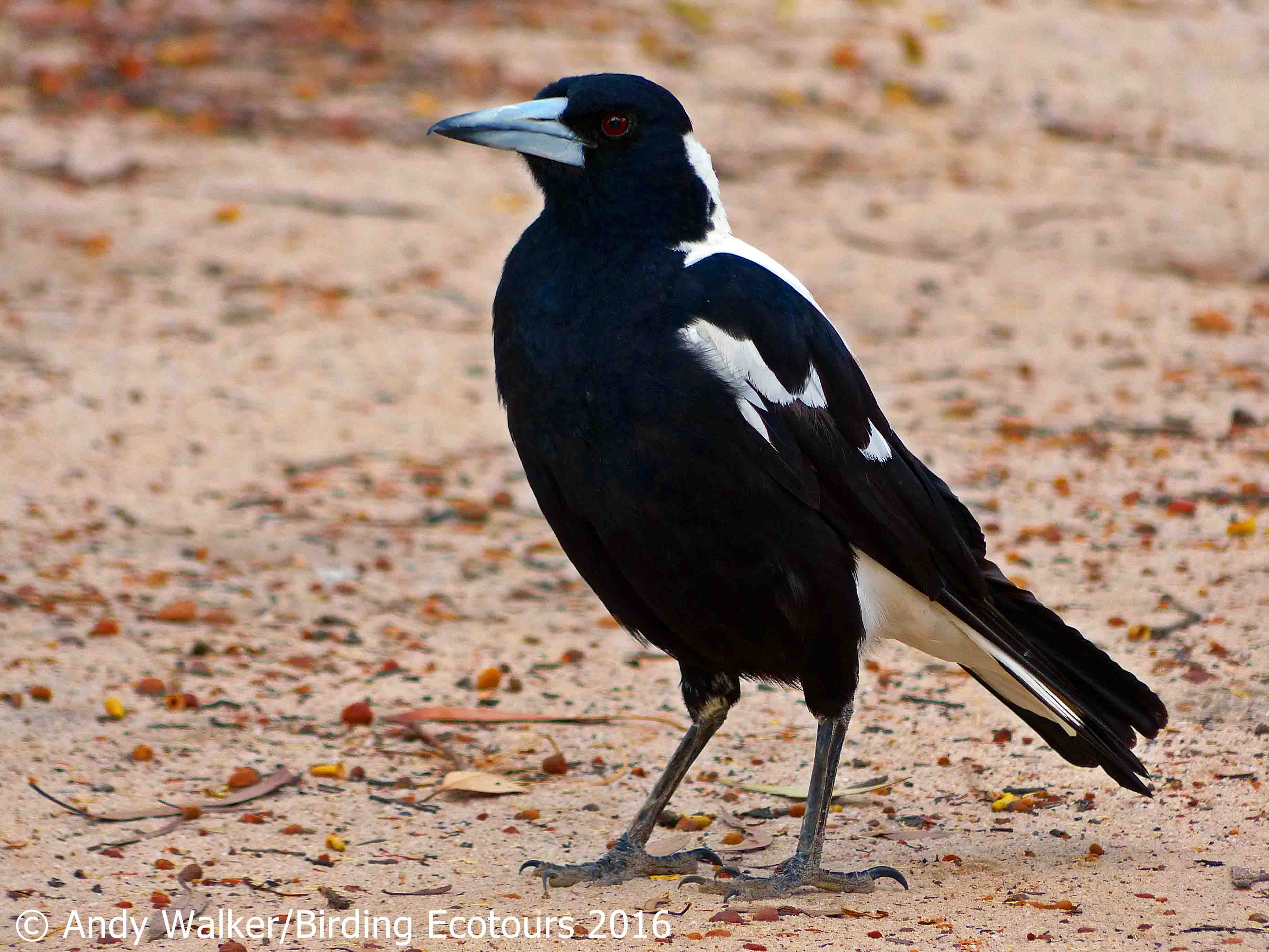 Birding tour Australia: the Southwest November 2018