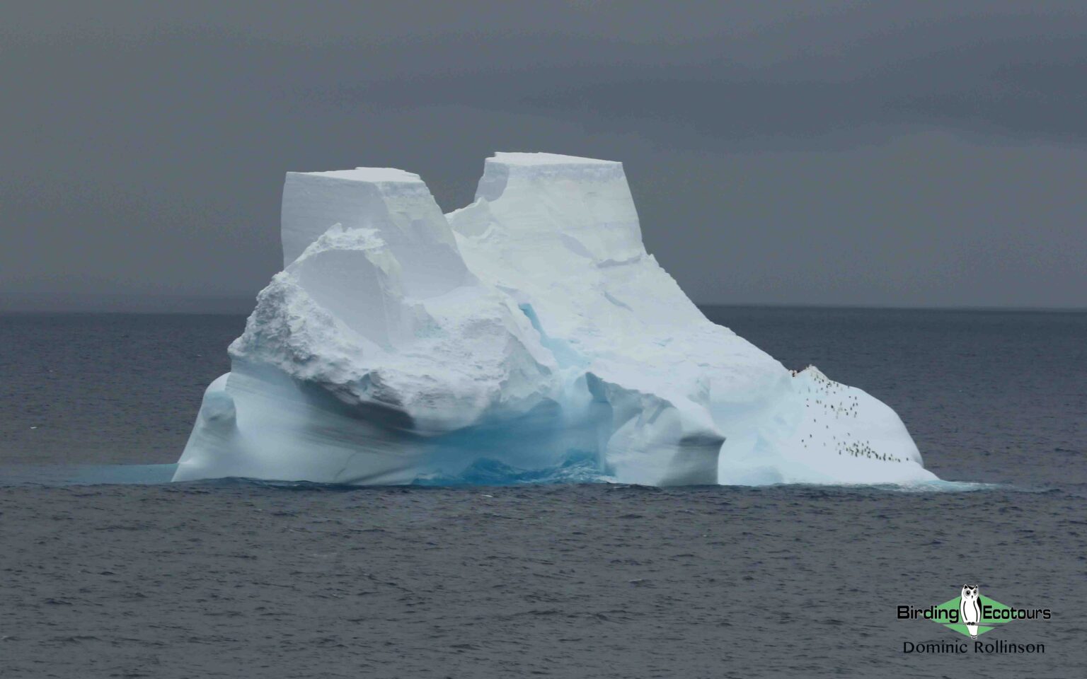 Birding the subantarctic islands of the Southern Ocean - Birding Ecotours