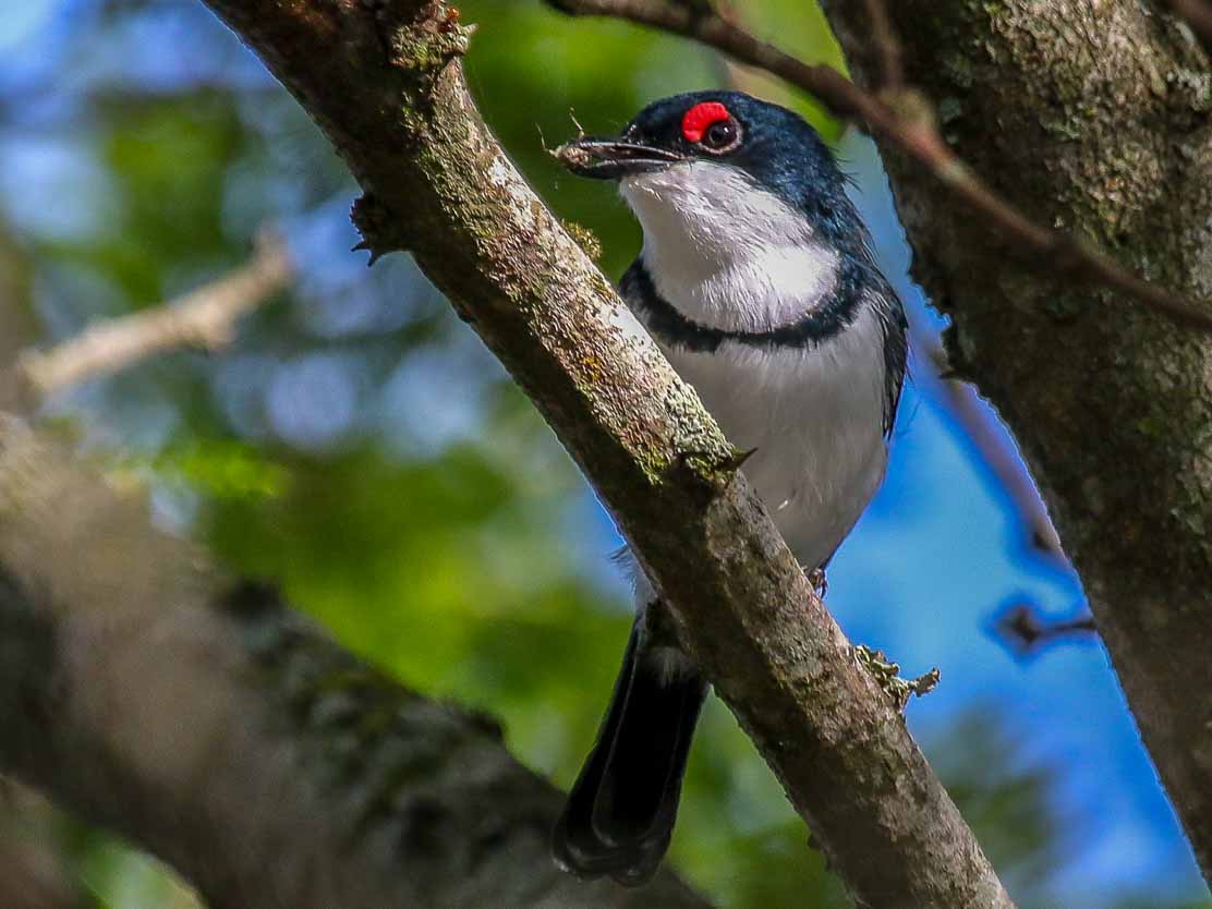 Zululand: Birding the forests and savannas of the Zulu Kingdom