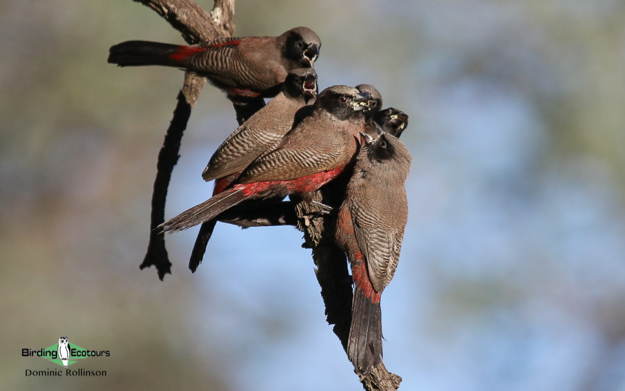 Namibia Birding Tours - Birding Ecotours