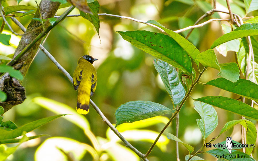 Philippines Birding Tours - Birding ecotours