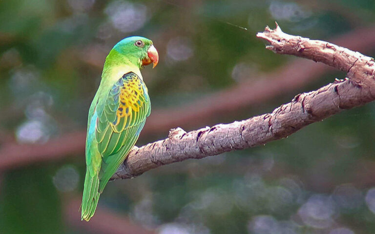 Birding Tour Philippines: Spectacular Endemic Birding