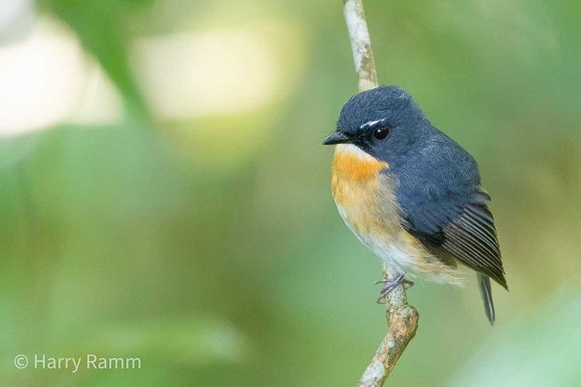 Birding Tour Philippines: Spectacular Endemic Birding