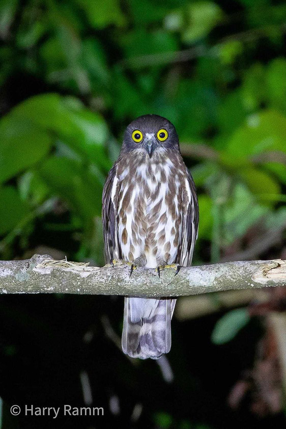 Birding Tour Philippines: Spectacular Endemic Birding