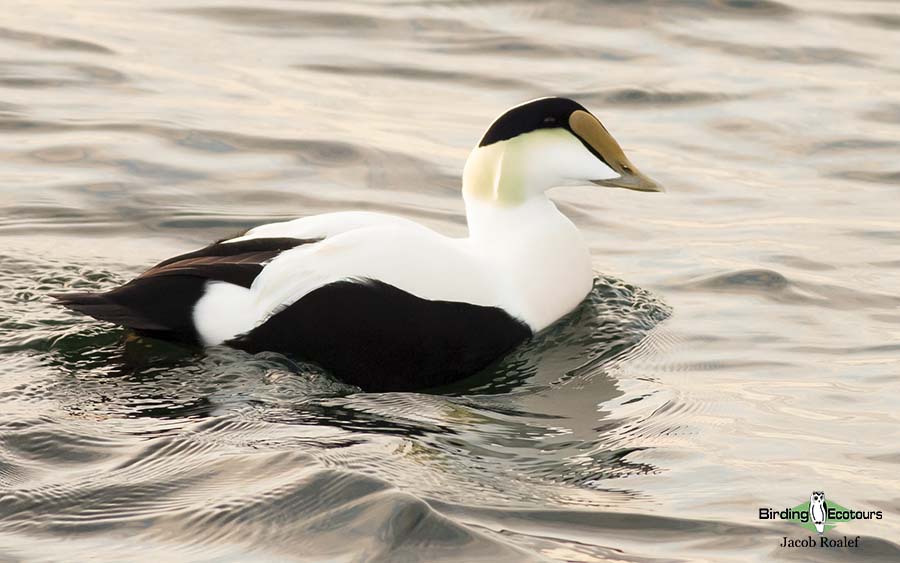 Birding Tour USA: Maine – Mountain Forests to Sparkling Shores