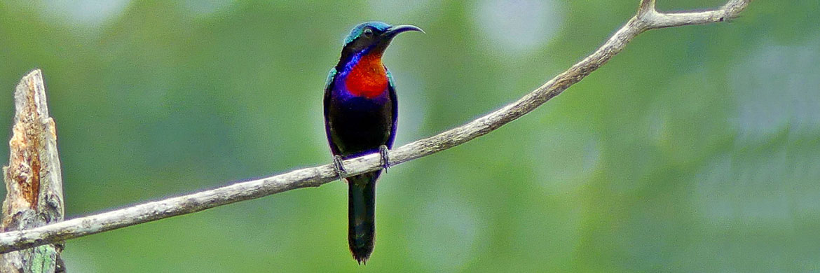 Birding Tour Philippines: Spectacular Endemic Birding