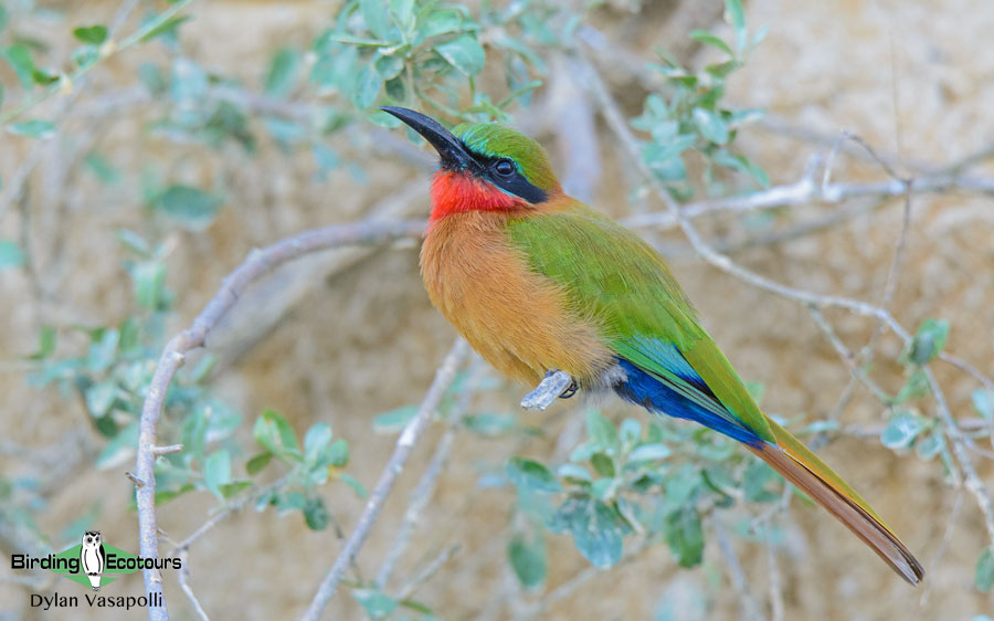 Uganda Birding Tours - Birding Ecotours
