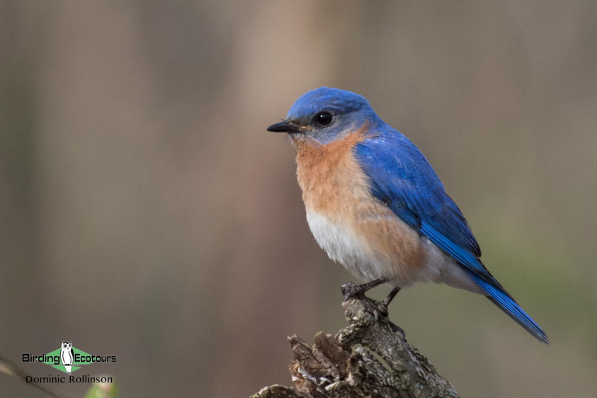 Birding Tour USA: Maine – Mountain Forests to Sparkling Shores