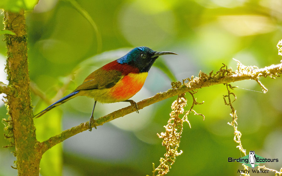 China Birding Tour: Yunnan Spring Specials Birding Tour