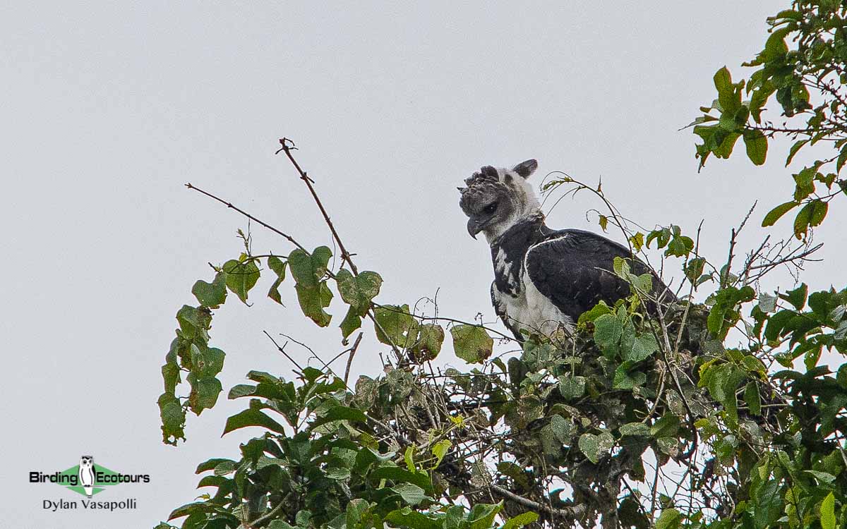 Birding Rally Challenge – Southern Perú - Birding Ecotours