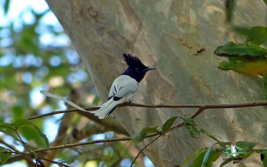 Sri Lanka Birding Tours - Birding Ecotours
